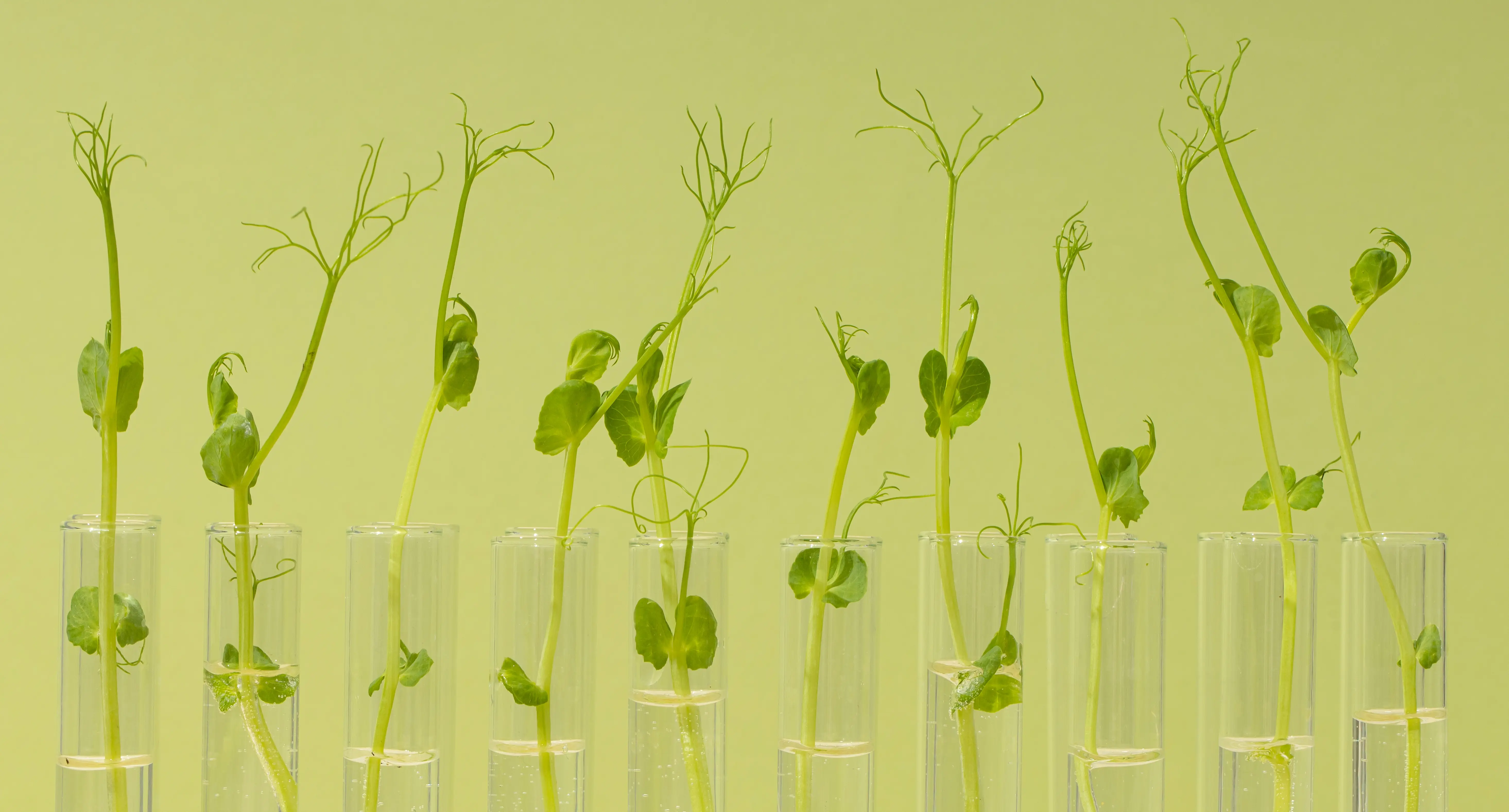 CJEU ruling: PAN Europe vs Dutch Authorities on pesticide approvals